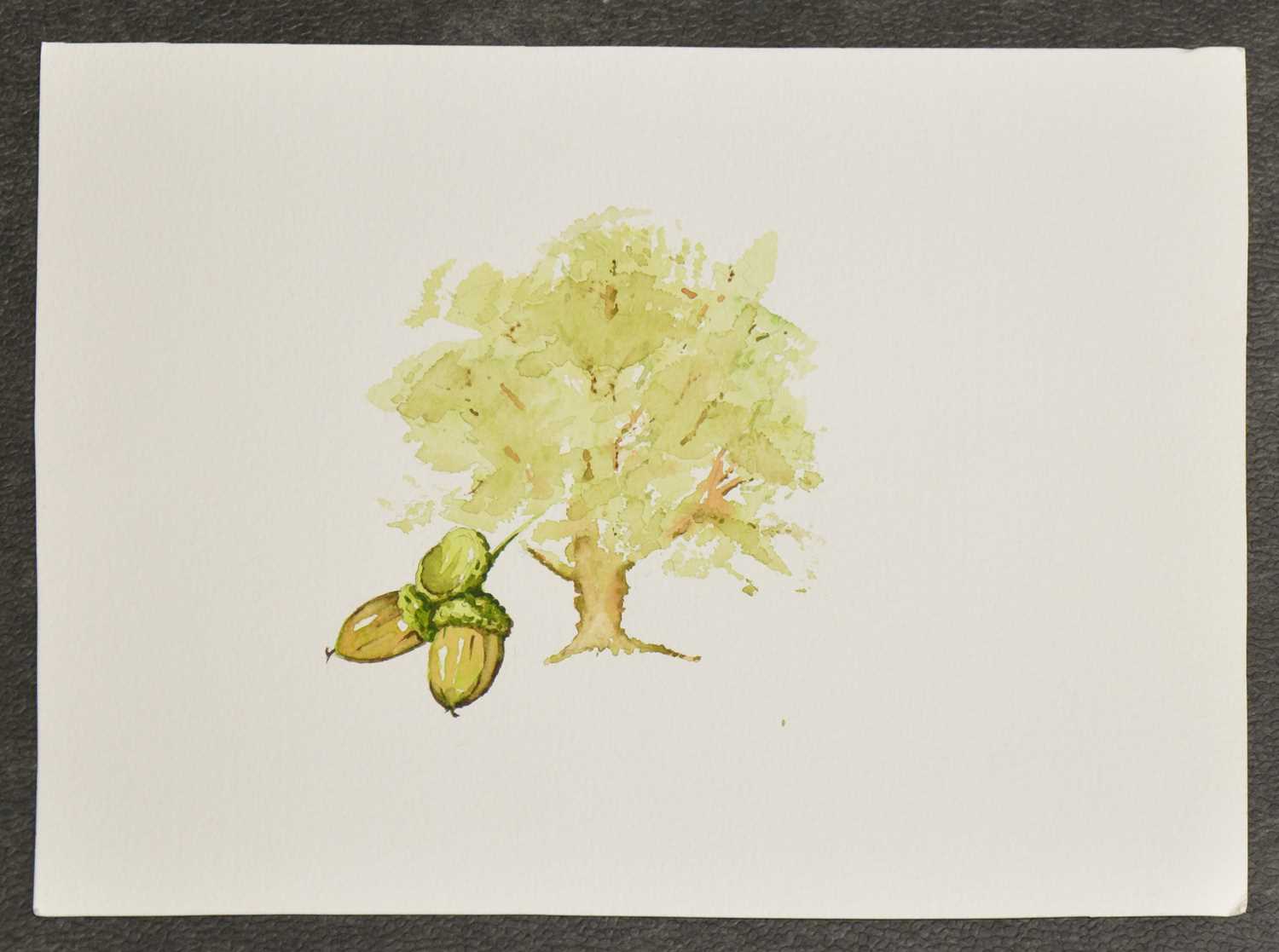 Lot 14 - DAVID HARMER - Oak tree