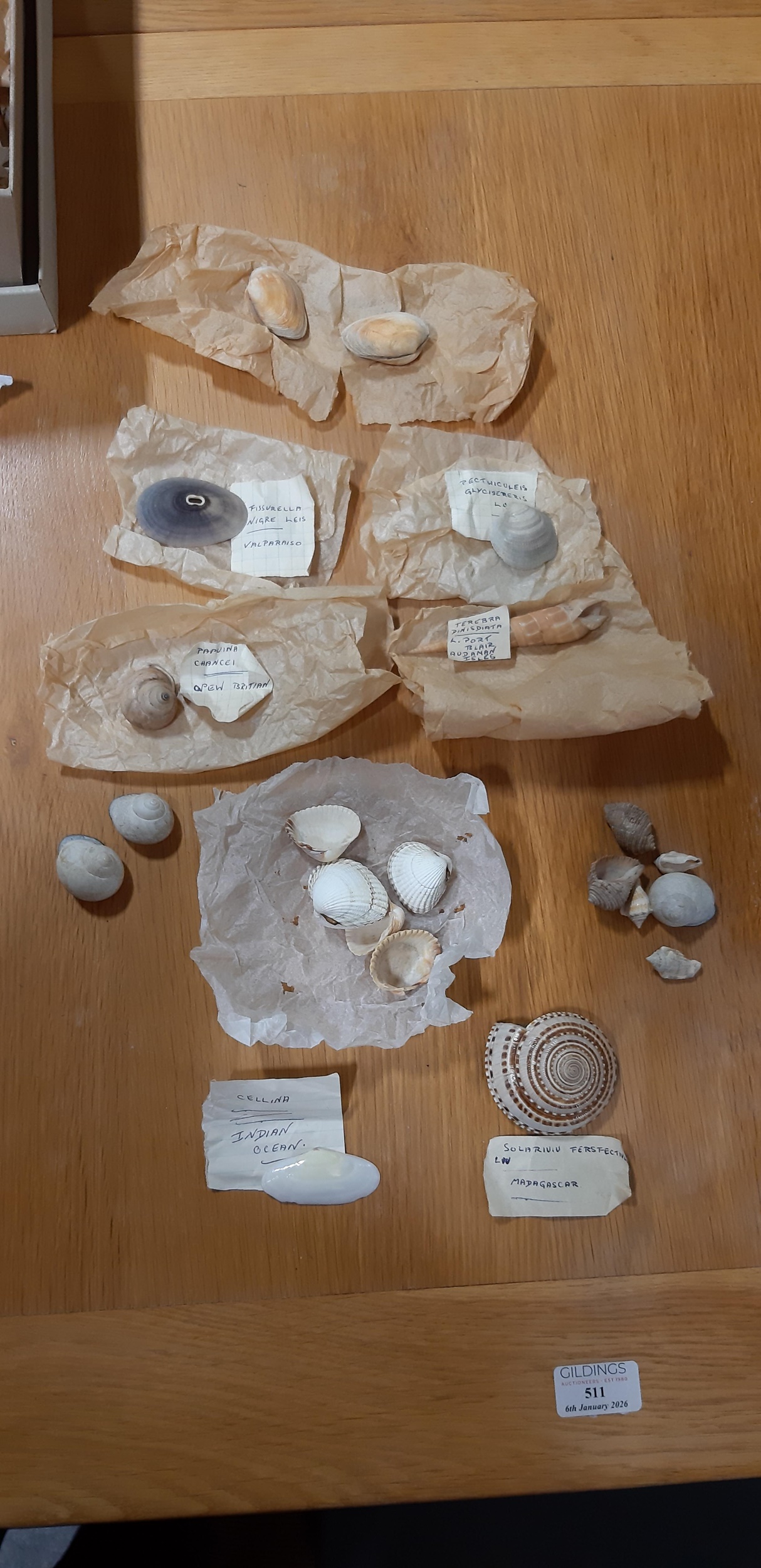 Lot 122 - An interesting collection of sea shells