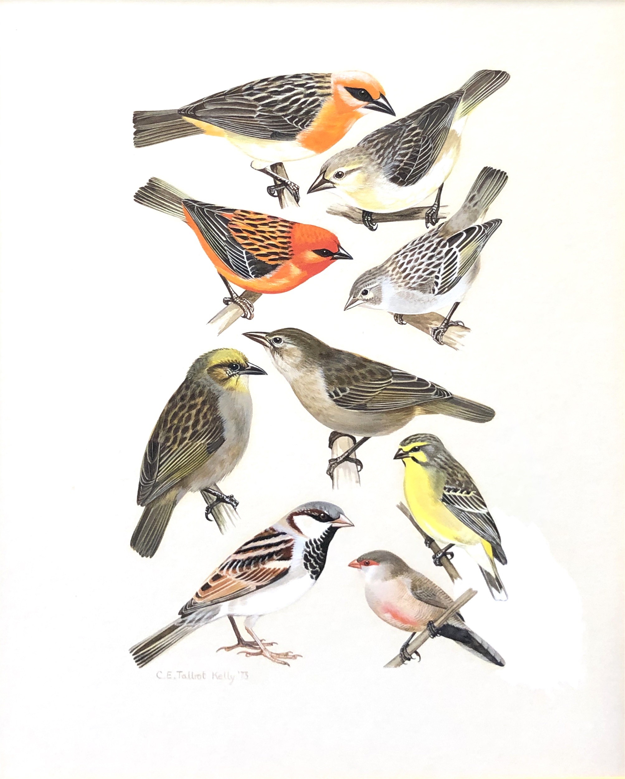 Lot 362 - Chloe Elizabeth Talbot-Kelly,