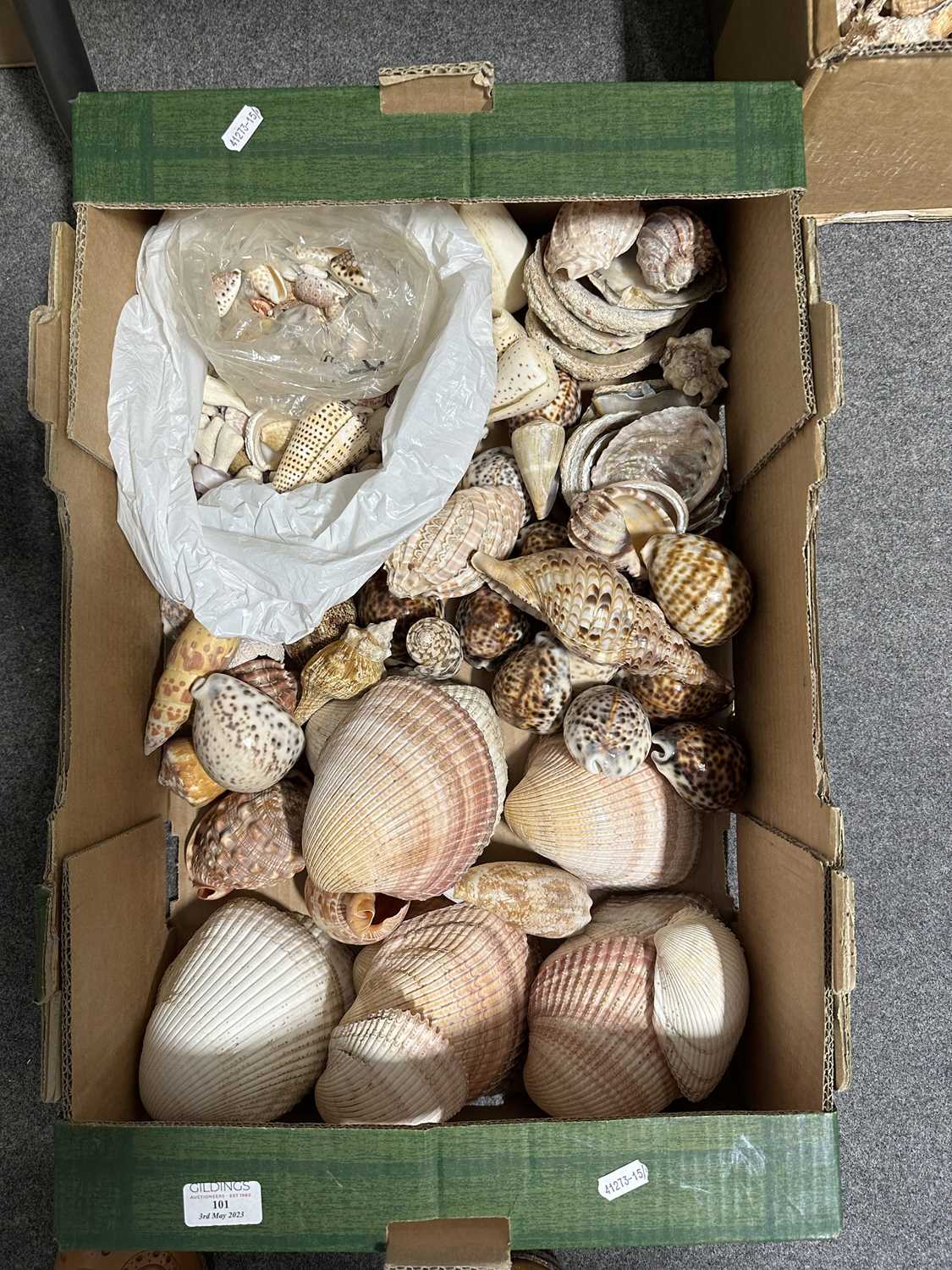 Lot 101 - Collection of sea shells,