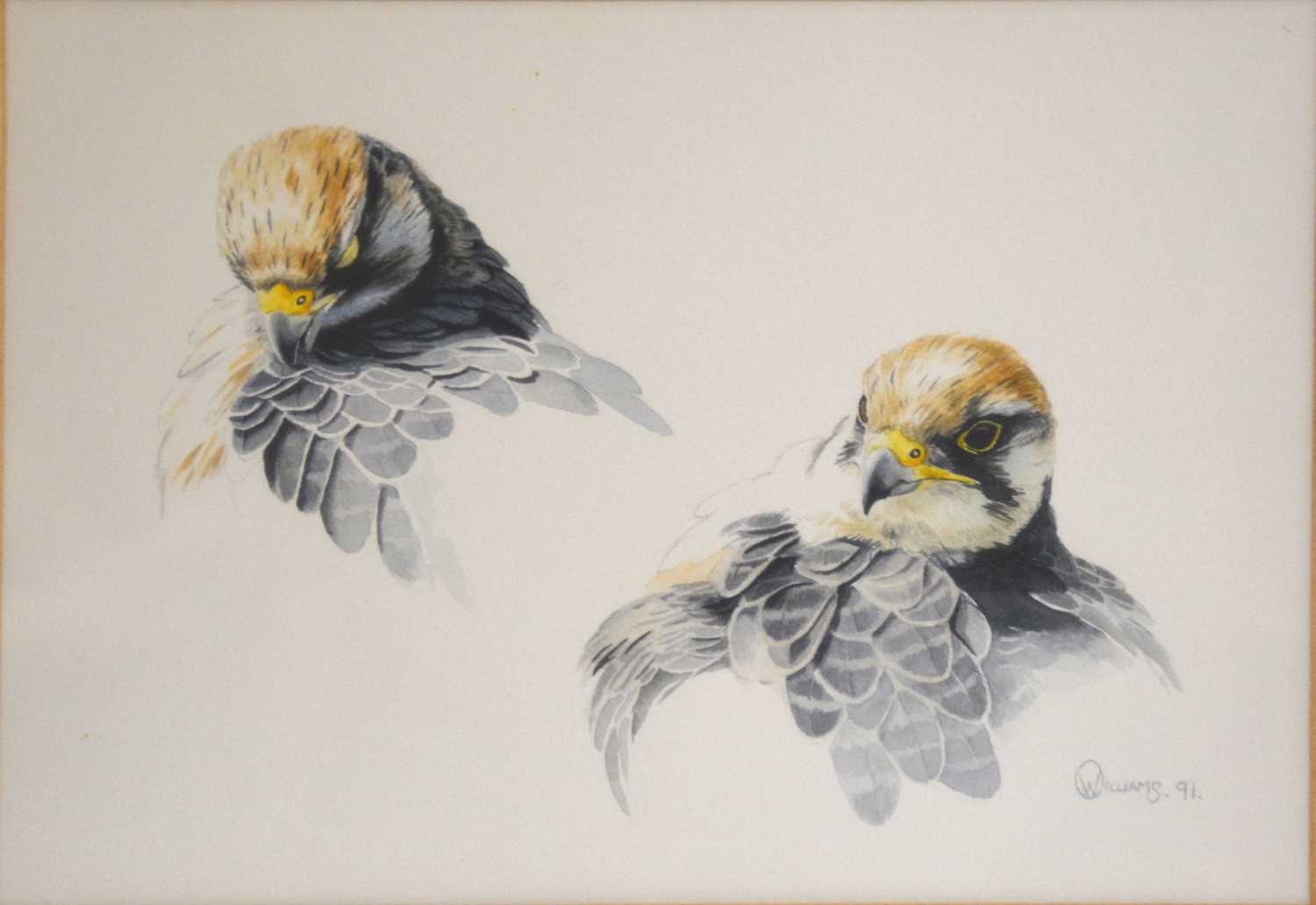 Lot 280 - O Williams, Lanner Falcon study, and other
