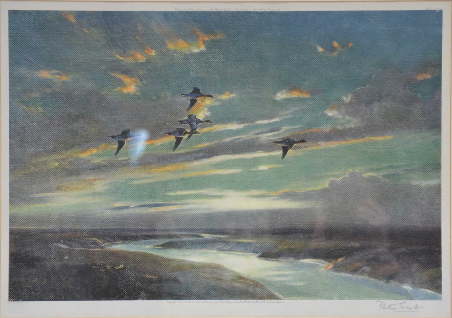 Lot 411 - Peter Scott print, Widgeon in flight,